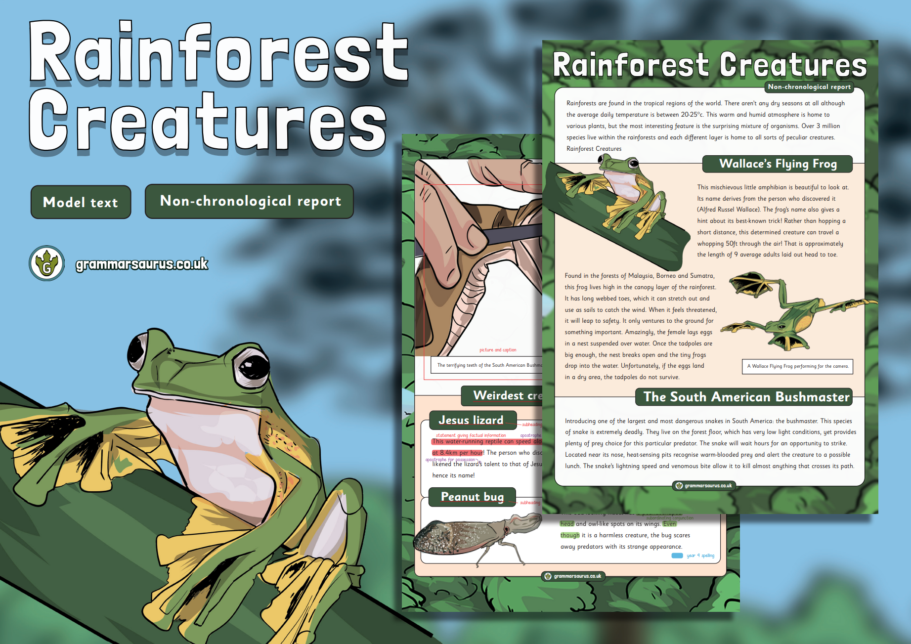 Year 4 Model Text – Non-chronological report – Rainforest Creatures ...