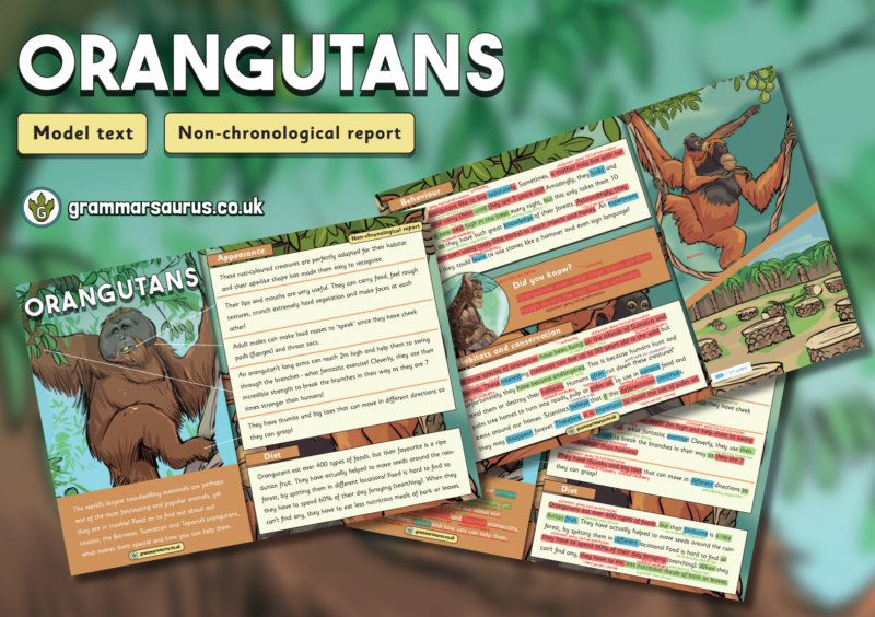 Year 3 Model Text – Non-chronological report – Orangutans - Grammarsaurus