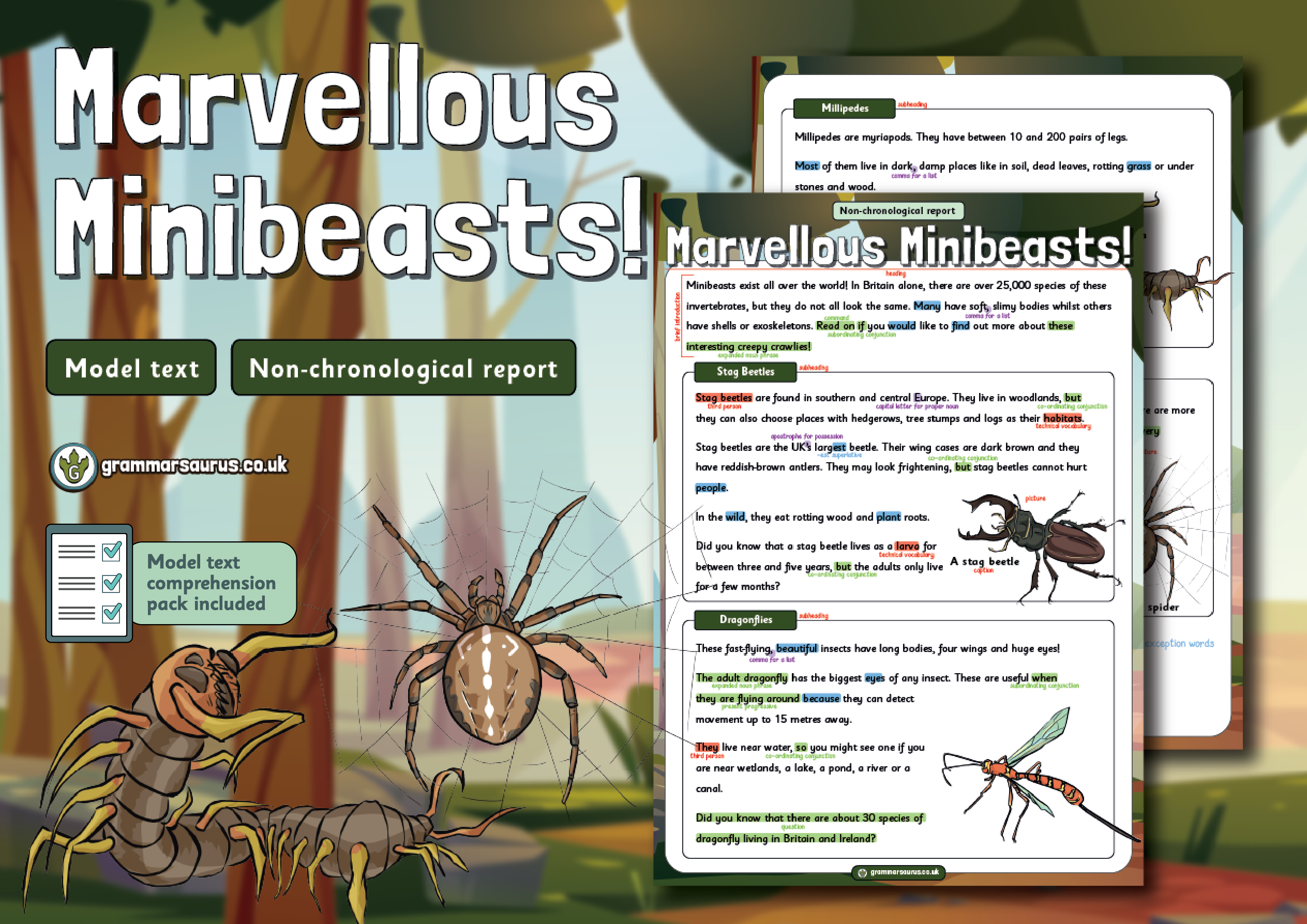 Year 2 Model Text – Non-chronological report – Marvellous Minibeasts ...