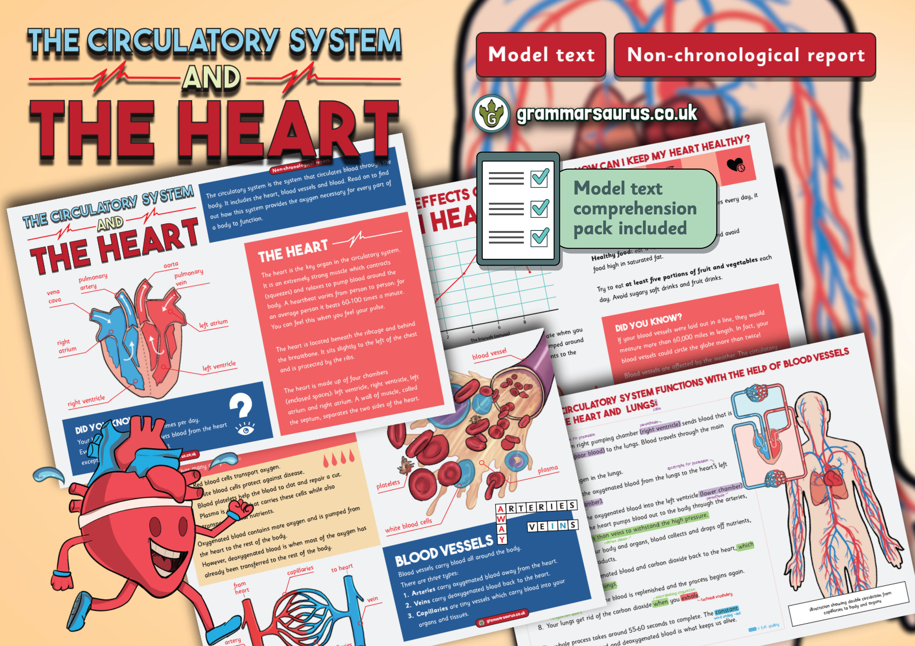 Year 6 Model Text – Non-chronological report – The Circulatory System ...