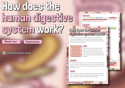 Year 3 Model Text – Explanation – How does the human digestive system ...