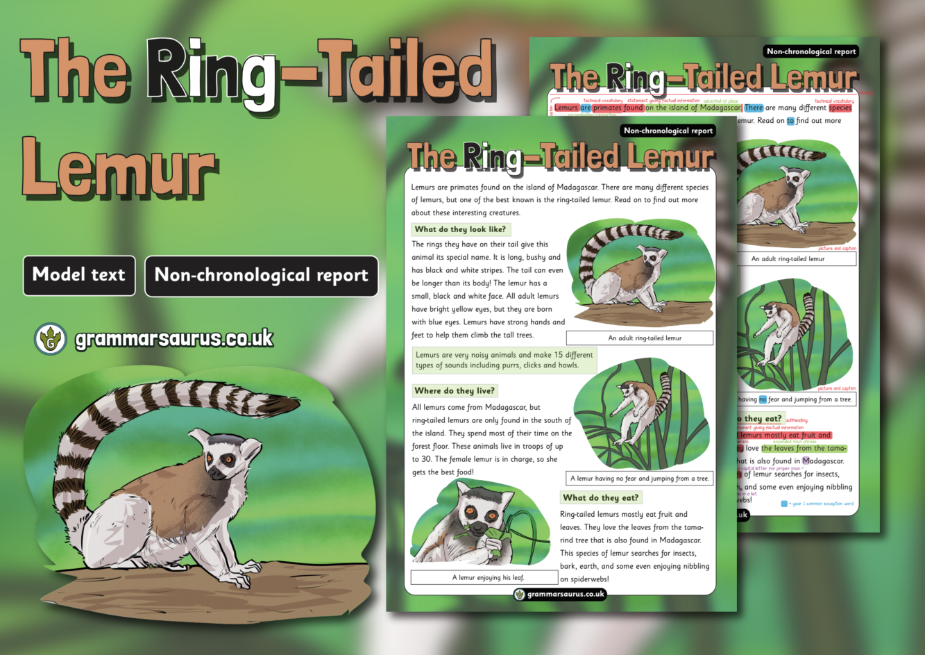 Year 1 Model Text – Non-chronological report – The Ring-Tailed Lemur ...