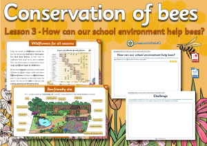 Year 3 Geography – Conservation of Bees – How can our school ...