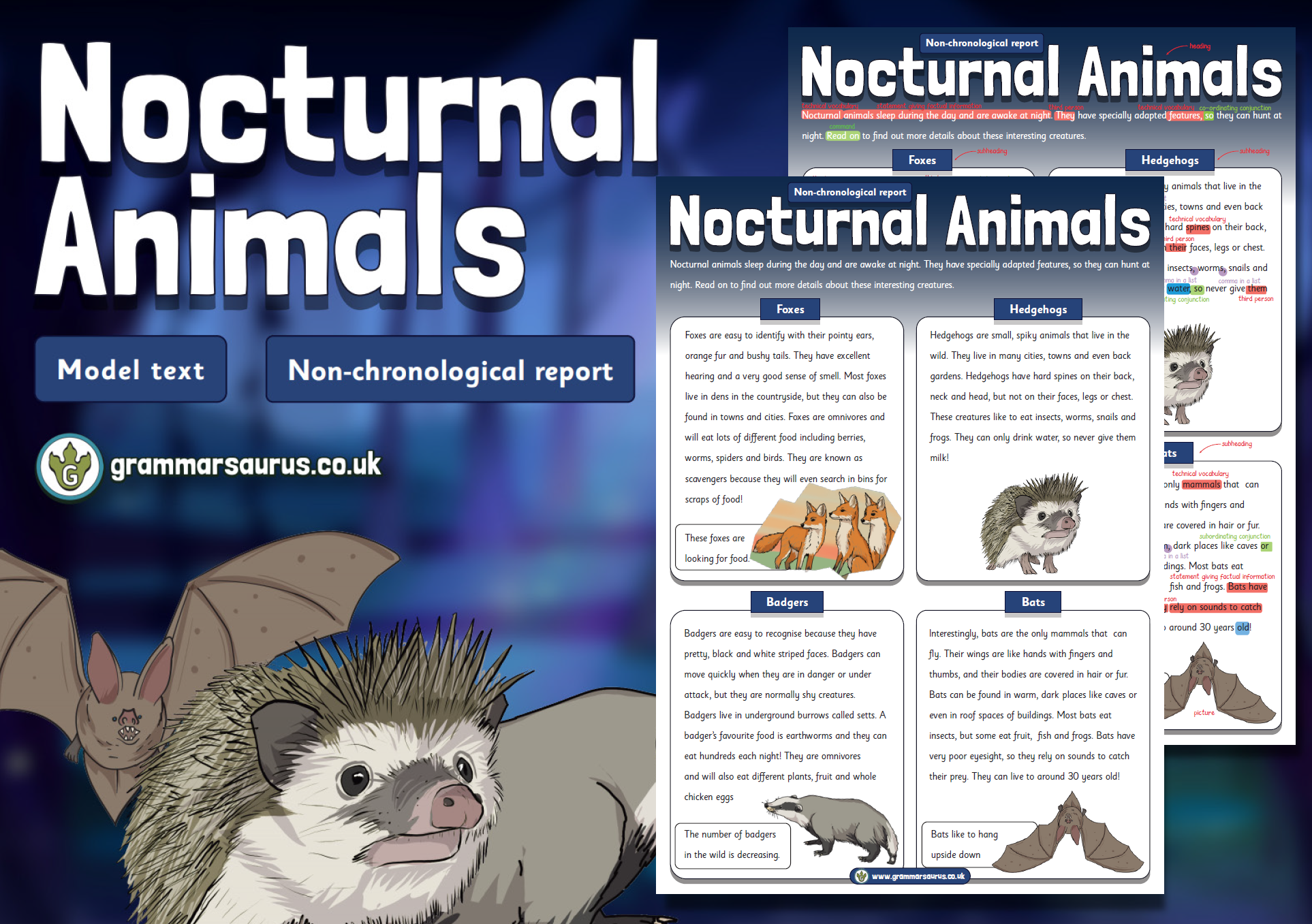 Year 2 Model Text – Non-chronological report – Nocturnal Animals - Grammarsaurus