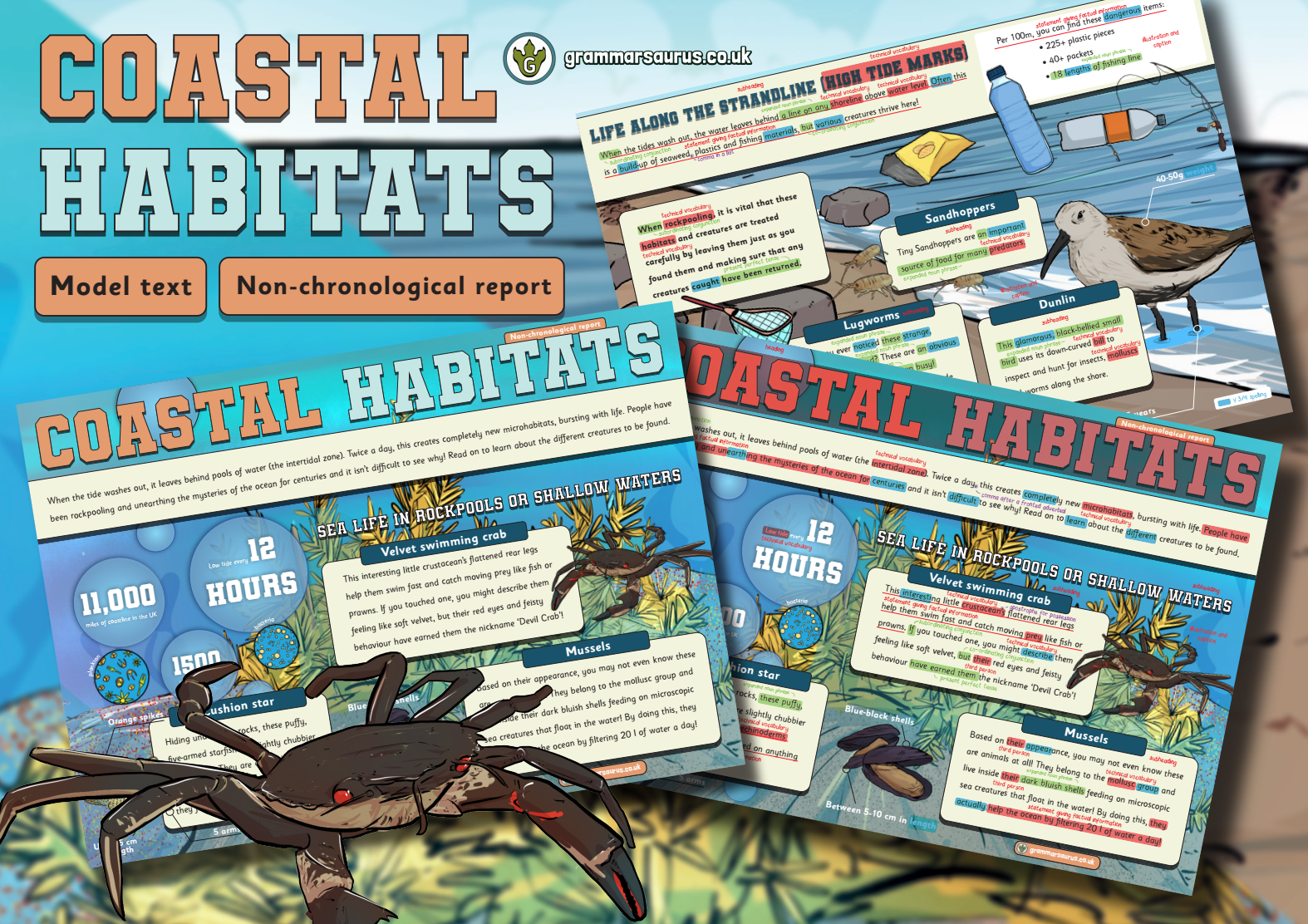 Year 4 Model Text – Non-chronological report – Coastal habitats ...