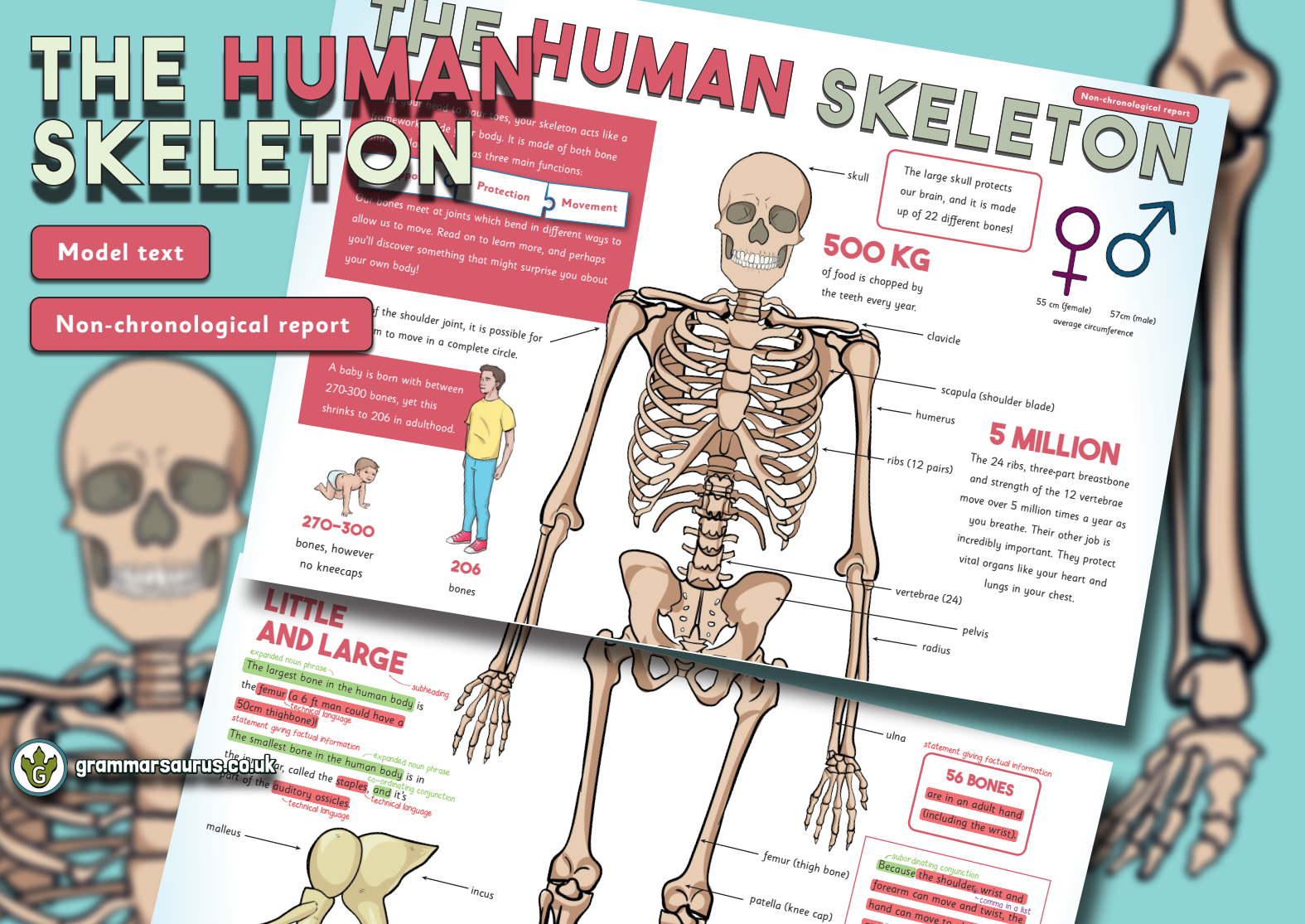 Year 3 Model Text – Non-chronological report – The Human Skeleton ...