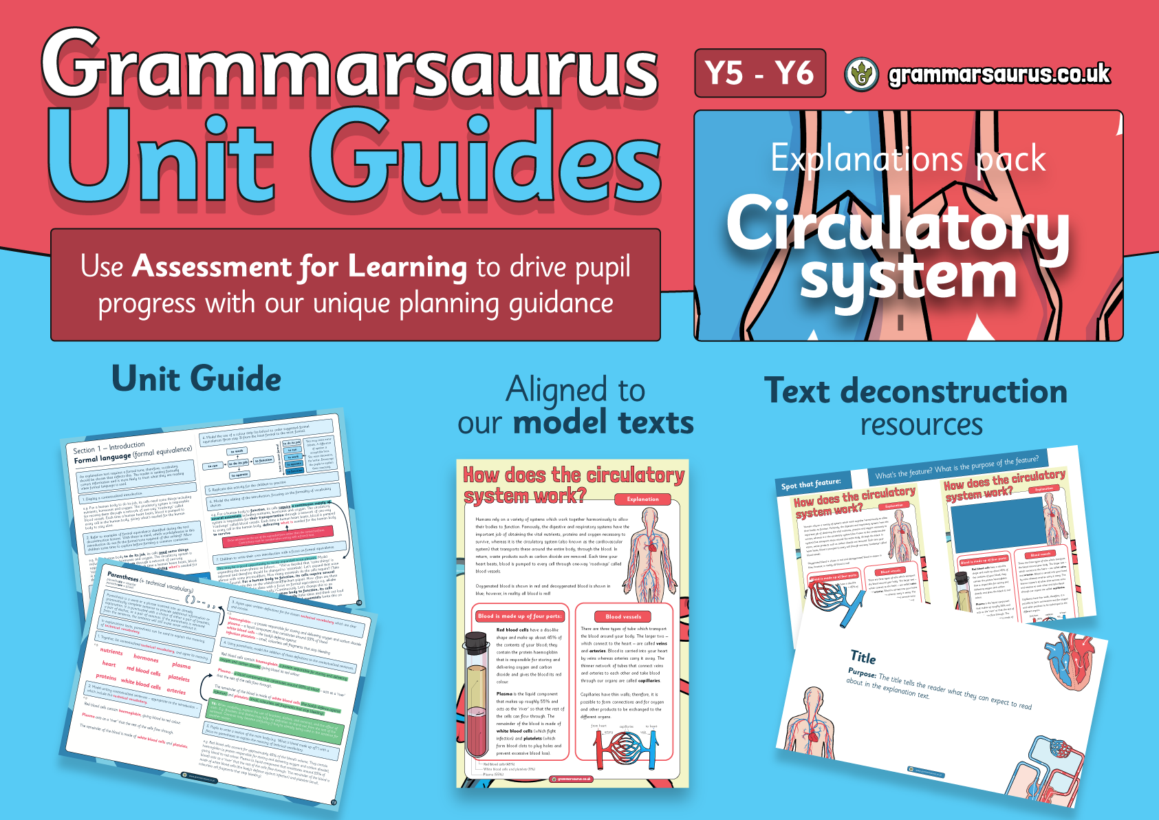 Year 5/6 Unit Guide - Explanation - Circulatory system - Grammarsaurus