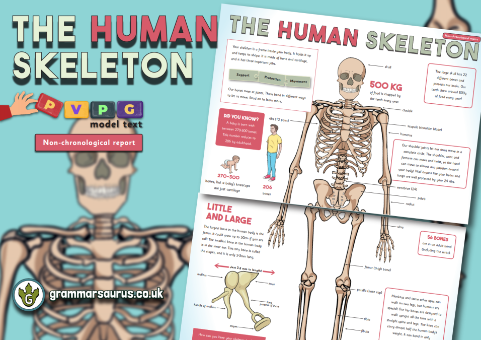 Year 3 PVPG Model Text – Non-chronological report – The Human Skeleton ...