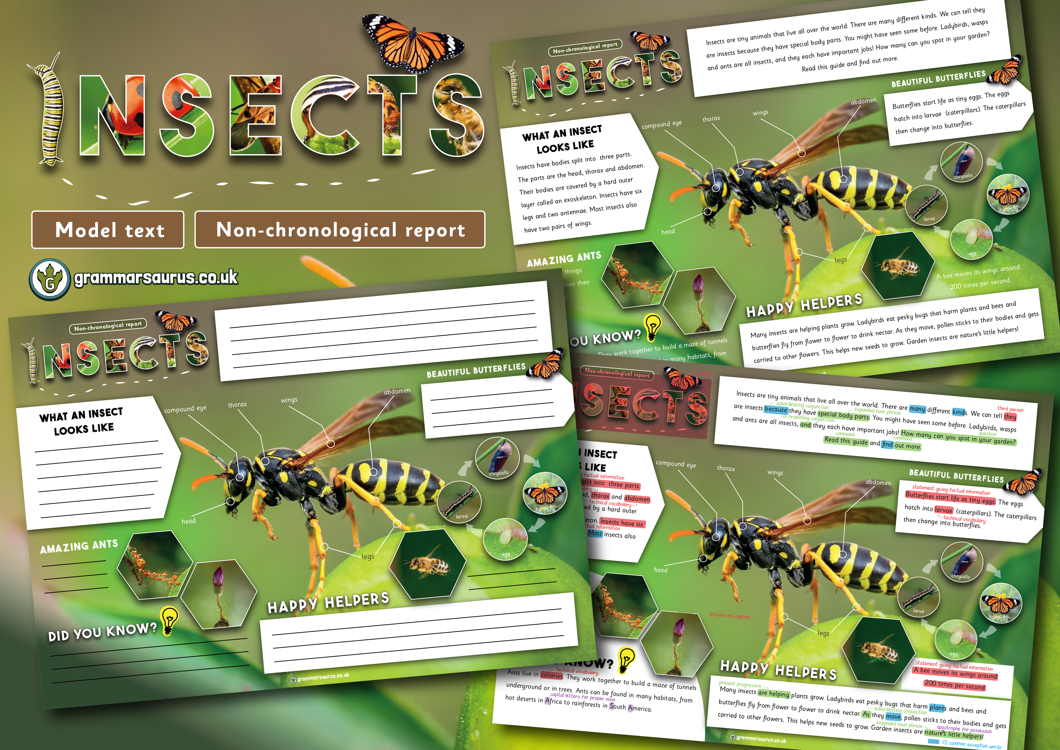 Year 2 Model Text – Non-chronological report – Insects - Grammarsaurus