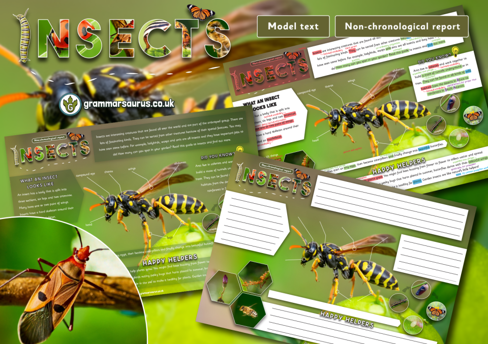 Year 2 Model Text – Non-chronological report – Insects ( gbsct P2 ...