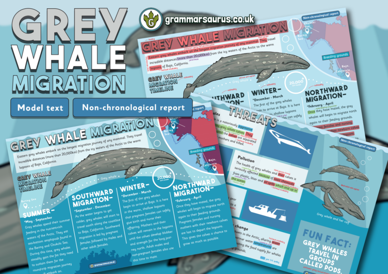 Year 5 Model Text – Non-chronological report – Grey whale migration ...