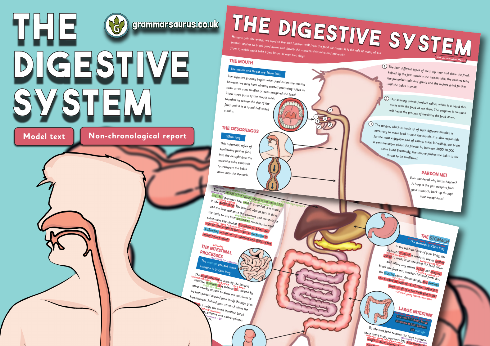 Year 5 Model Text – Non-chronological report – The Digestive System ...