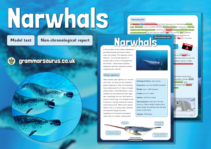 Year 6 Model Text – Non-chronological report – Narwhals - Grammarsaurus