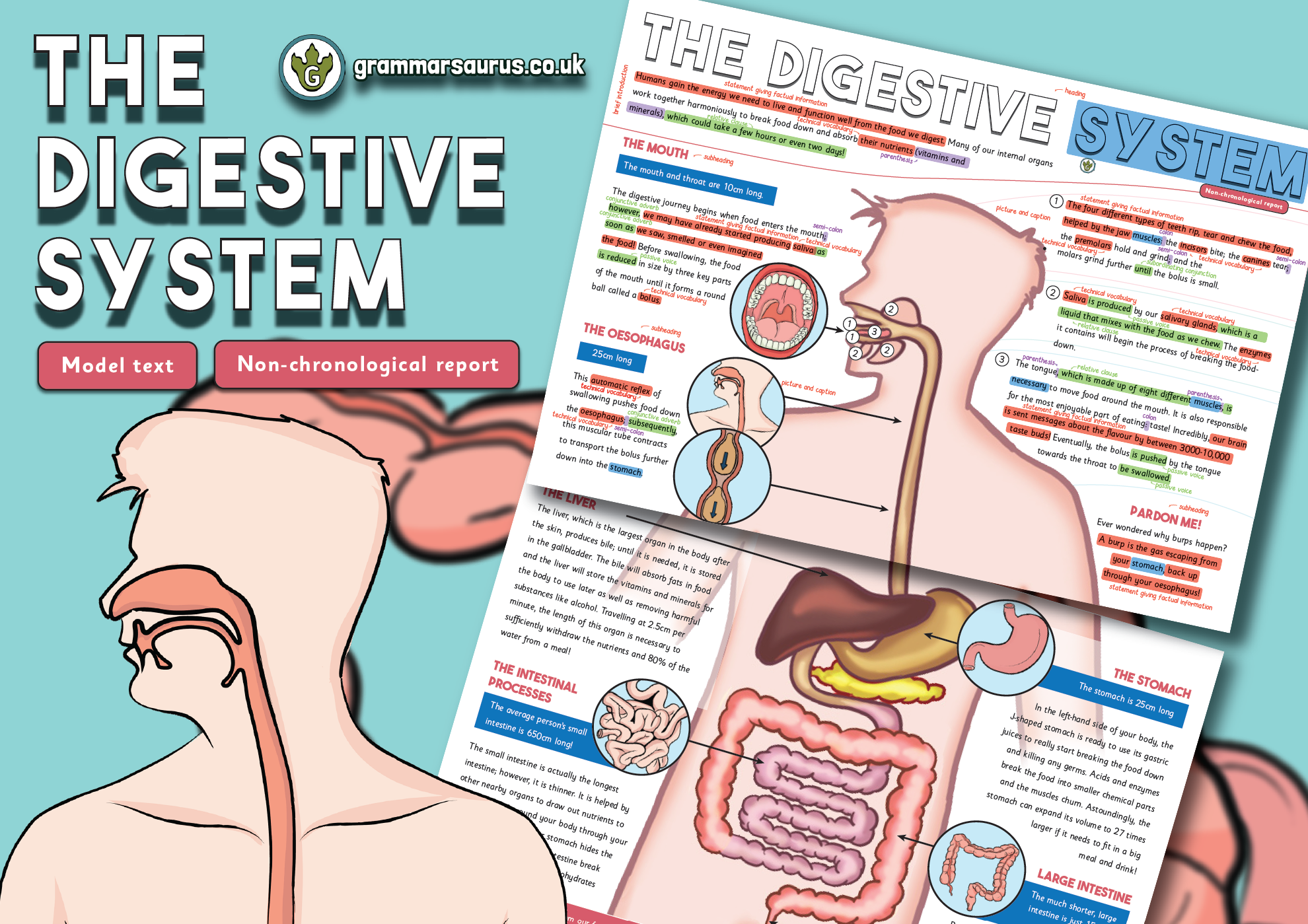 Year 6 Model Text – Non-chronological report – The Digestive System ...