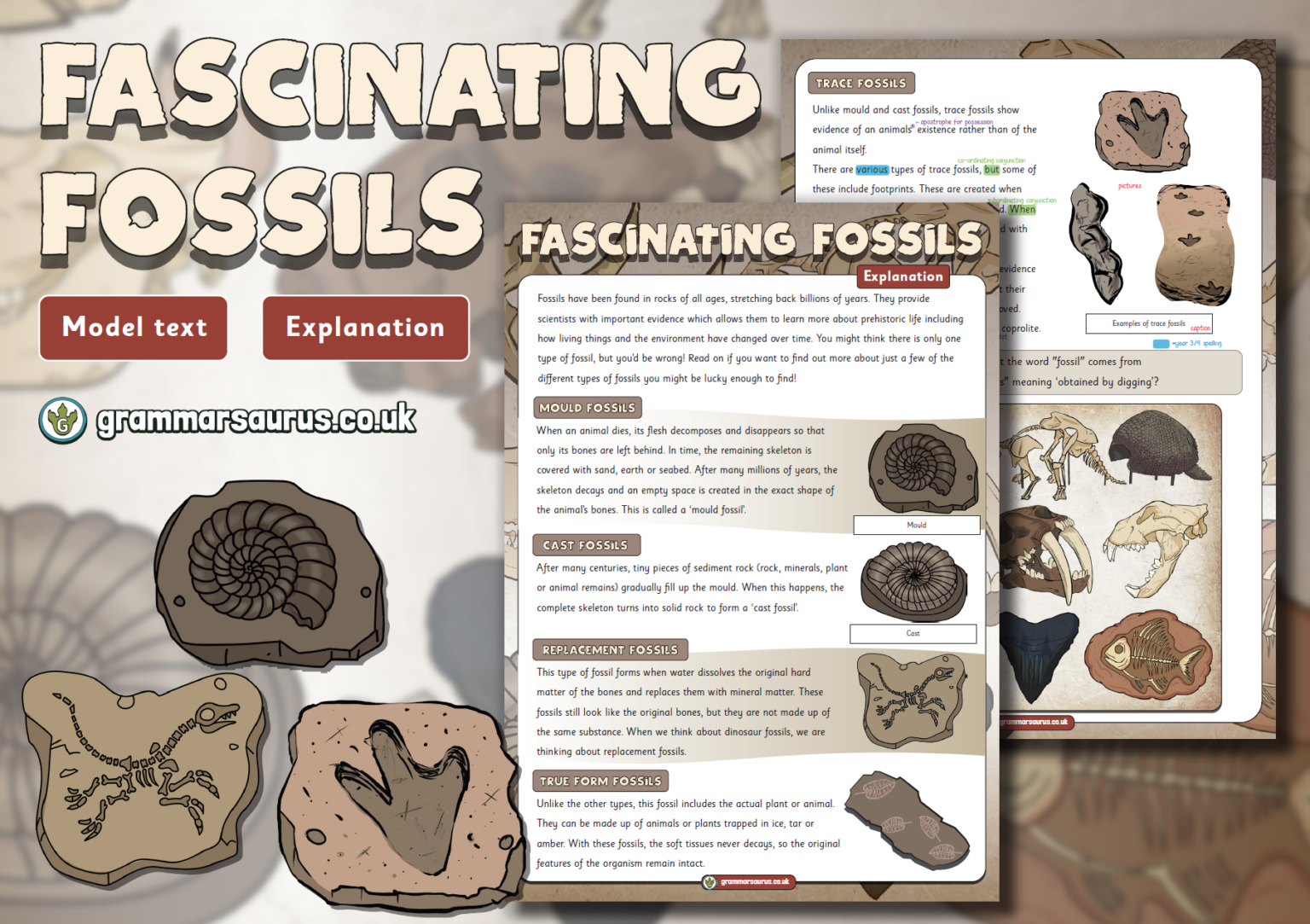 Year 3 Model Text – Explanation – Fascinating Fossils - Grammarsaurus