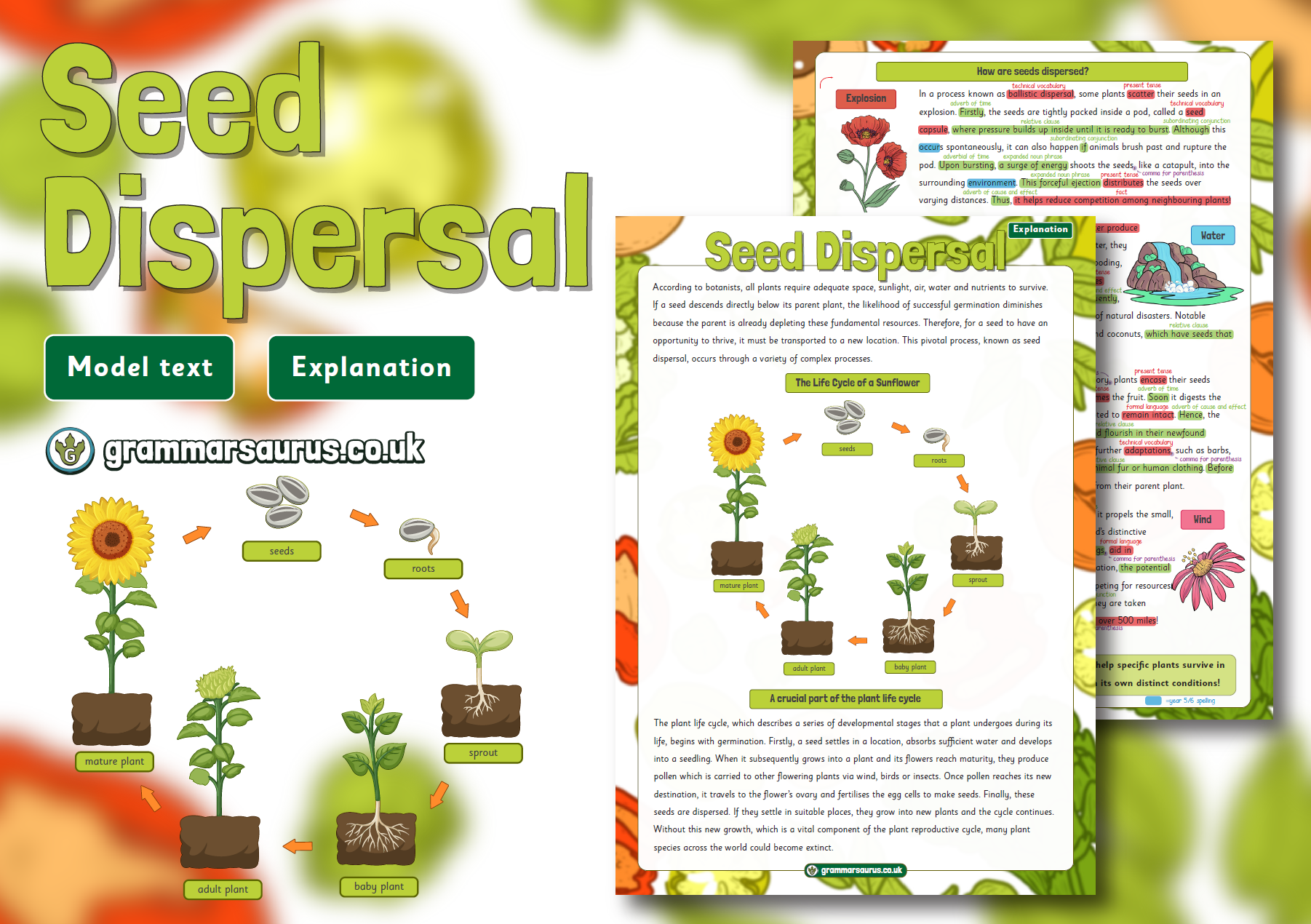 Year 5 Model Text – Explanation – Seed Dispersal - Grammarsaurus