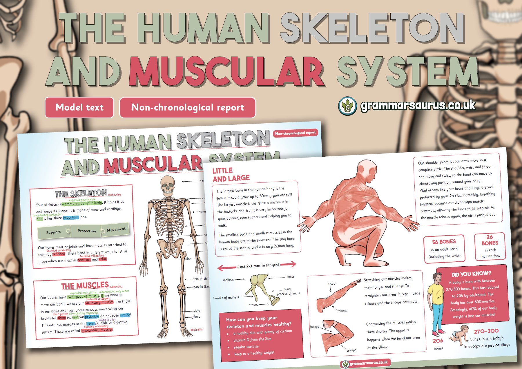 Year 4 Model Text – Non-chronological report – The Human Skeleton and ...