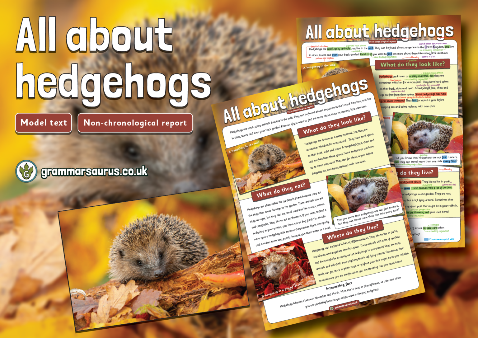 Year 2 Model Text – Non-chronological report – All about Hedgehogs ...