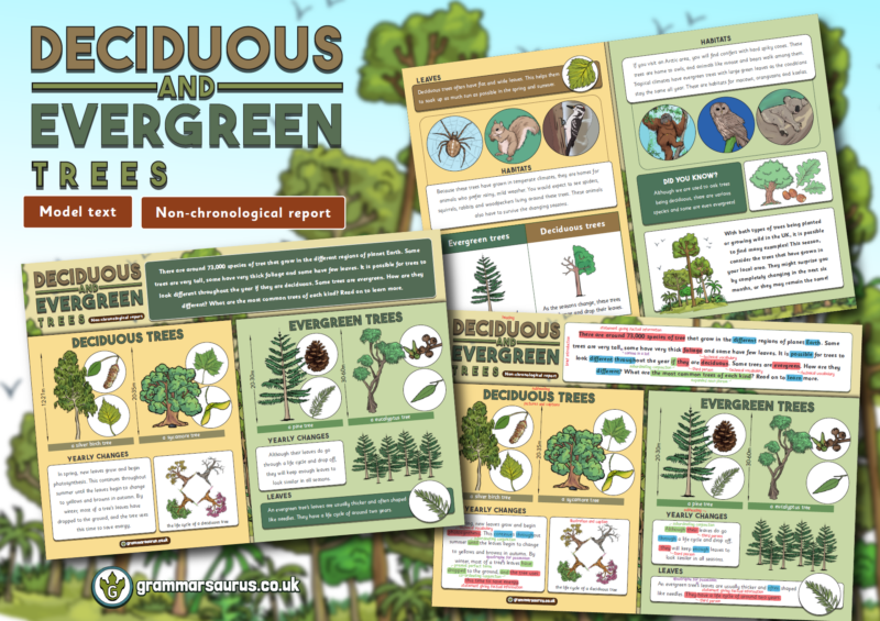 Year 3 Model Text – Non-chronological report – Deciduous and Evergreen ...