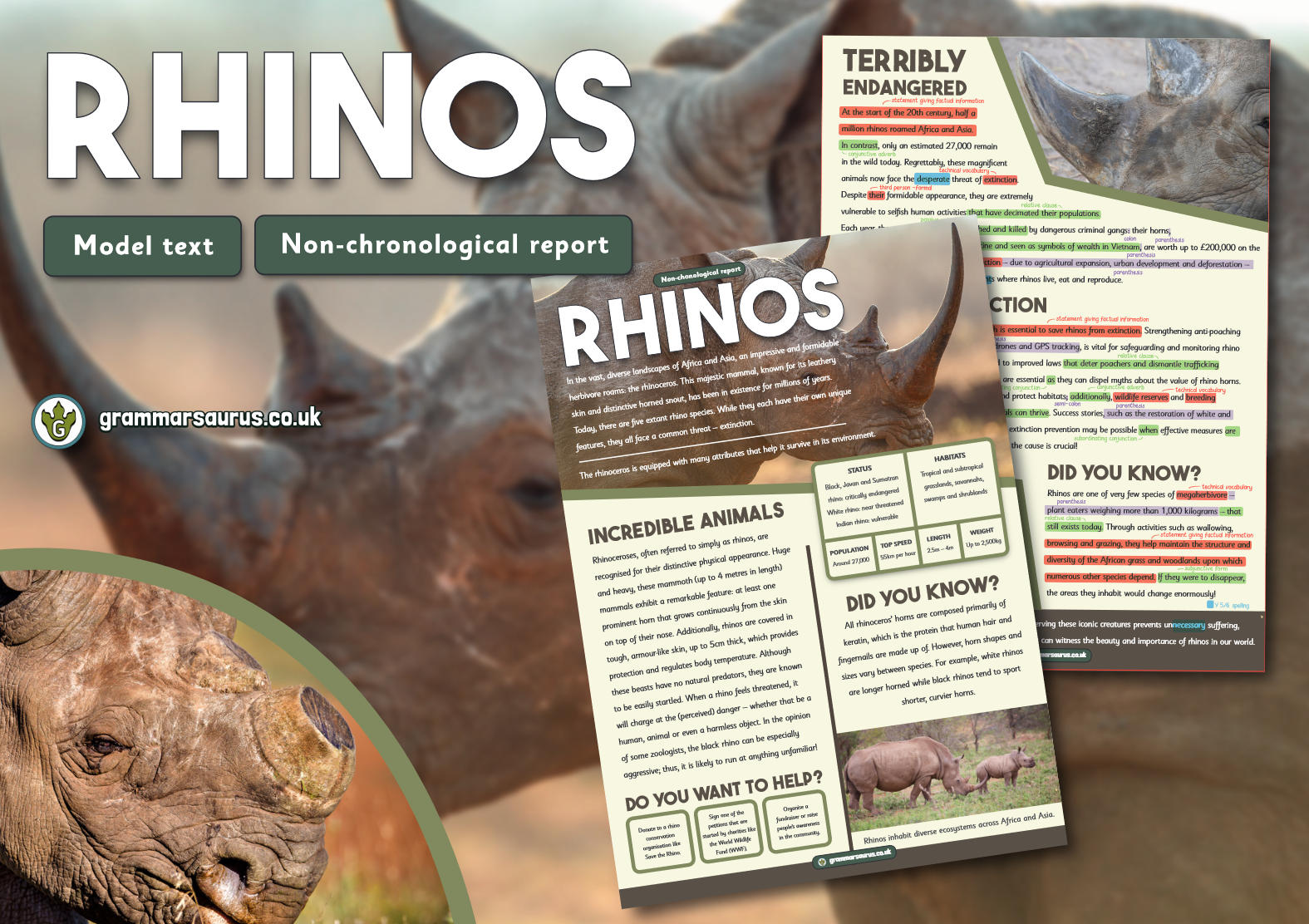Year 6 Model text - Non-chronological Report - Rhinos - Grammarsaurus