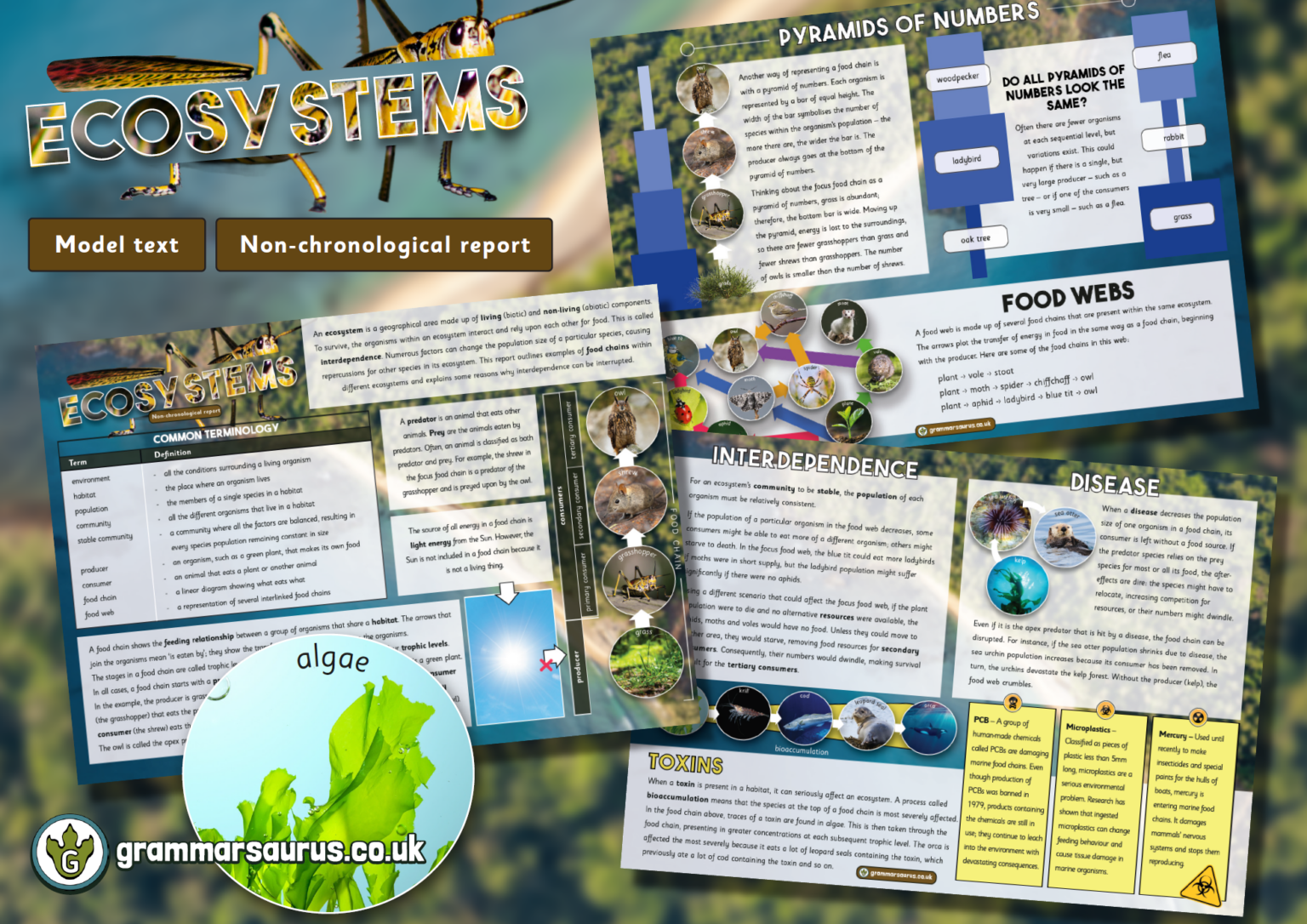 Year 7 Model Text– Non-chronological report - Ecosystems - Grammarsaurus