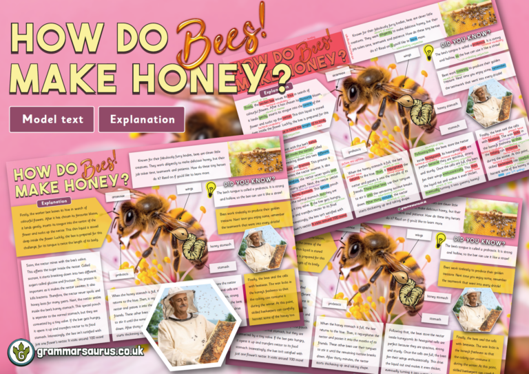 Year 3 Model Text – Explanation – How do bees make honey? - Grammarsaurus