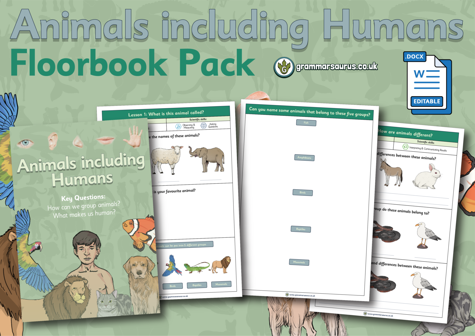 Year 1 Science – Animals including Humans – Floorbook Pack - Grammarsaurus