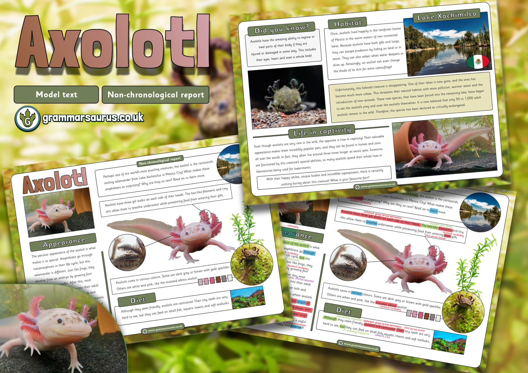 Year 4 Model Text - Non-chronological report - Axolotl - Grammarsaurus