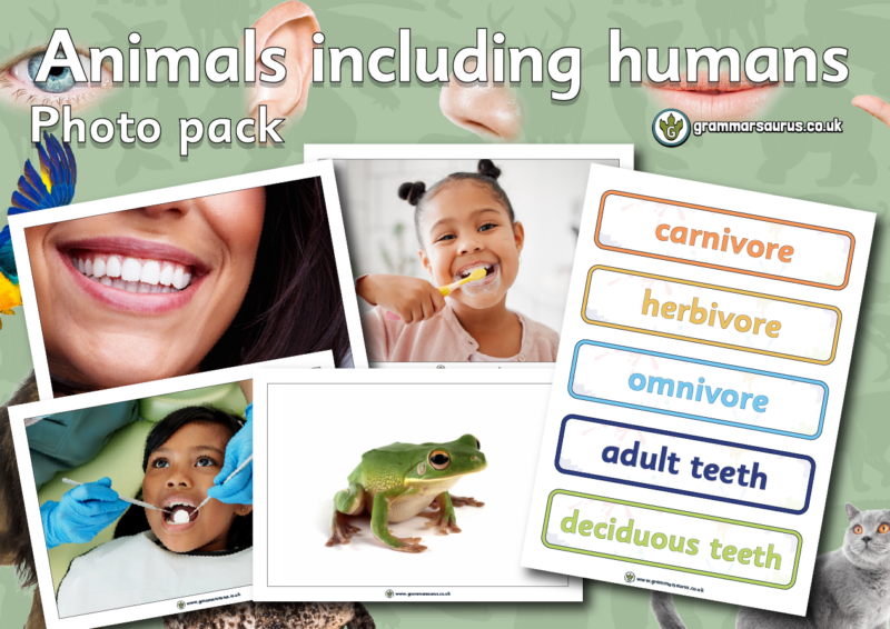 Year 4 Science - Animals including humans - Photo pack - Grammarsaurus