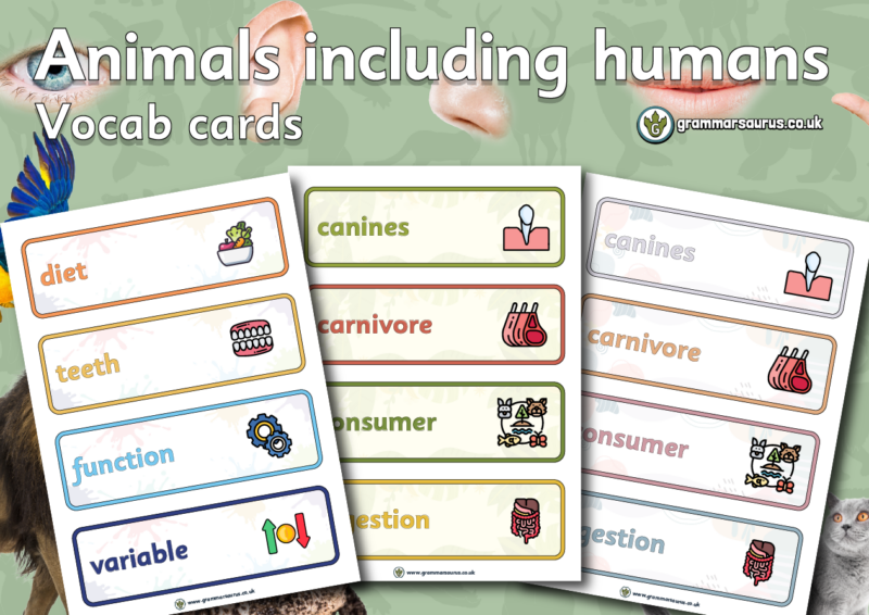 Year 4 Science - Animals including humans - Vocab cards - Grammarsaurus