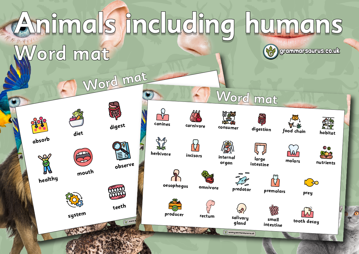 Year 4 Science - Animals including humans - Word mat - Grammarsaurus