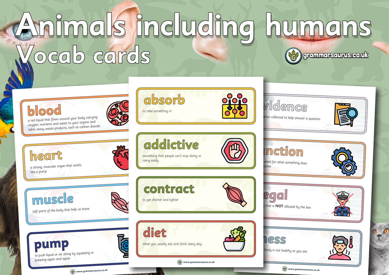 Year 6 Science – Animals including humans – Vocab cards - Grammarsaurus