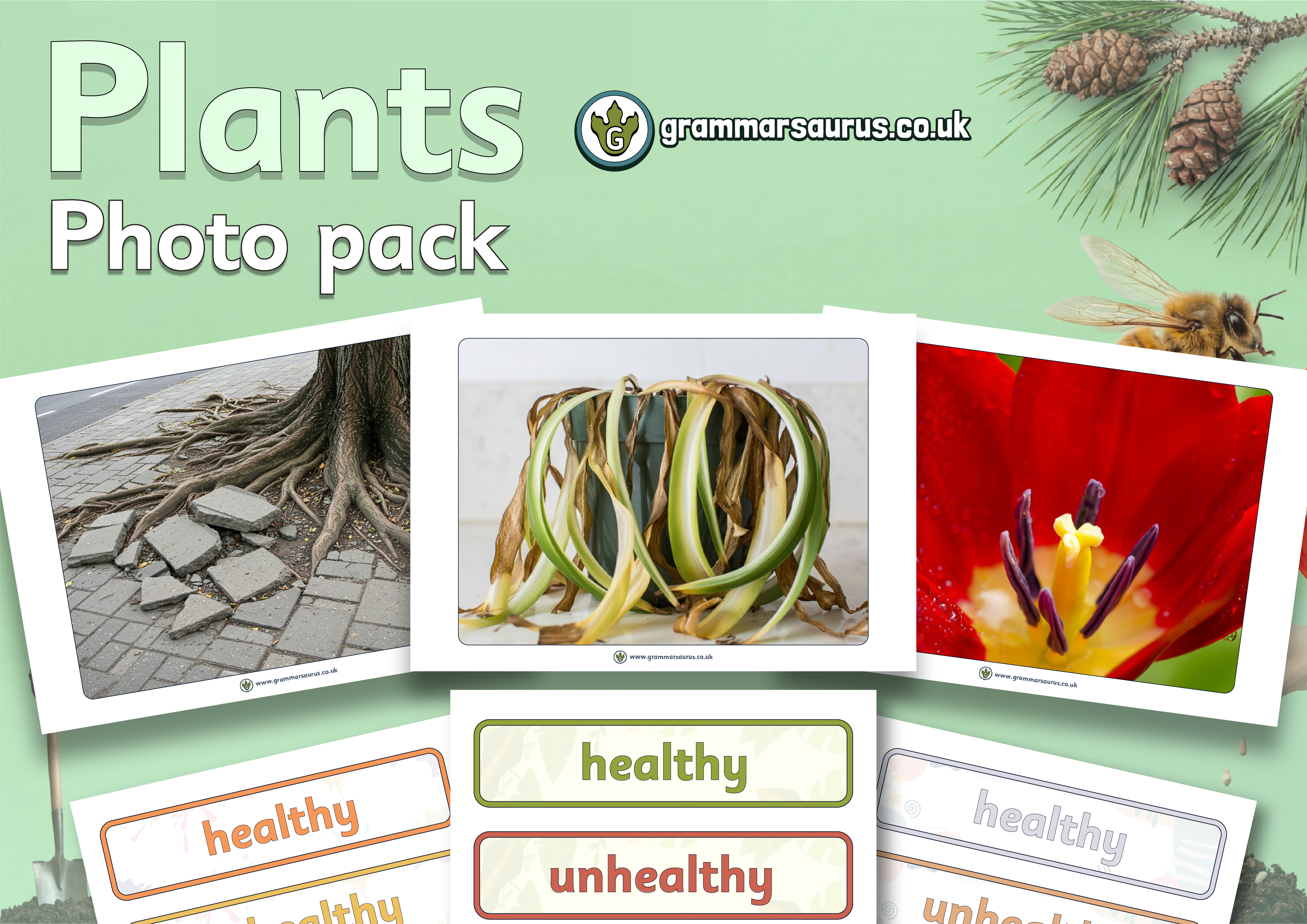 Year 3 Science - Plants - Photo pack - Grammarsaurus